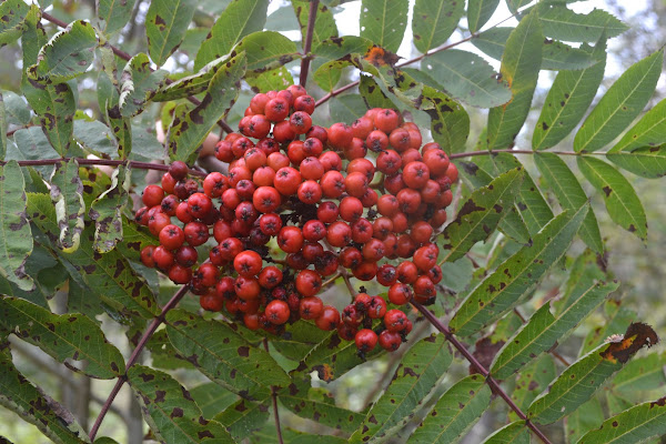 American Mountain Ash | Project Noah