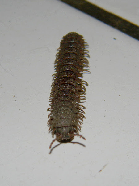 tractor millipede | Project Noah