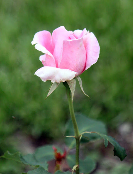 Rose 'Bewitched' | Project Noah