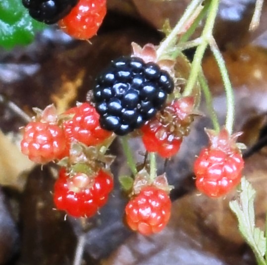 Common Dewberry | Project Noah