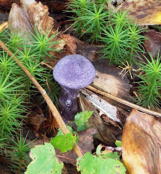 Violet Webcap | Project Noah