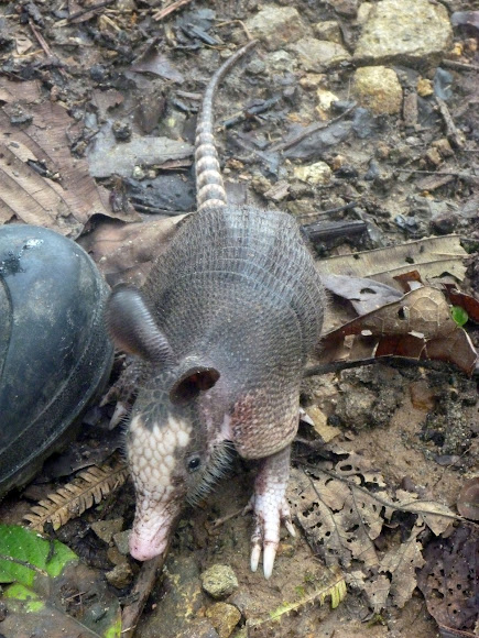 Nine-banded armadillo baby | Project Noah