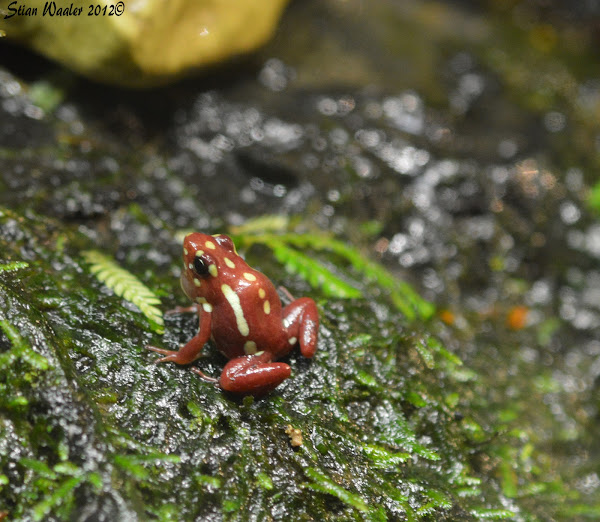 Phantasmal Poison Frog | Project Noah