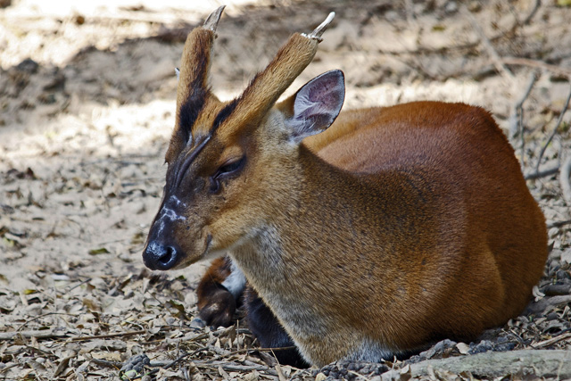 Indian Muntjac | Project Noah