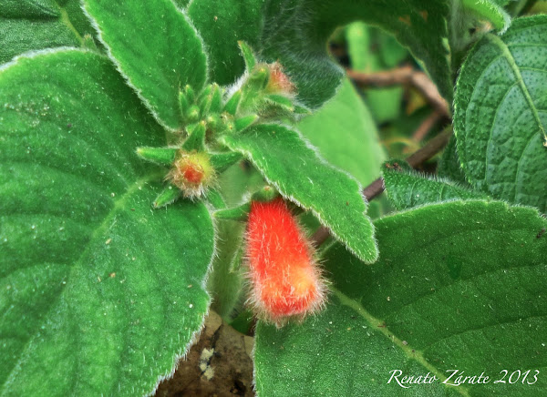 Tiny Red Tubular Wildflower | Project Noah
