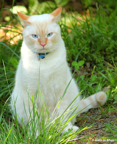 Flame-point Siamese | Project Noah