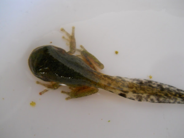 tadpole/frog | Project Noah