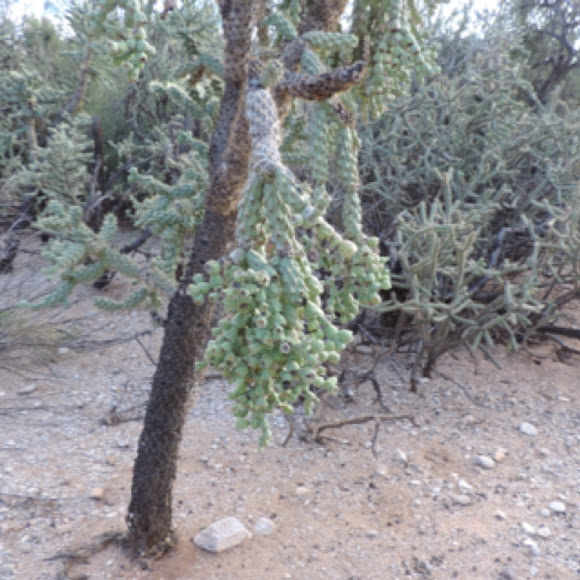 Chain Fruit Cholla, Jumping Cholla | Project Noah