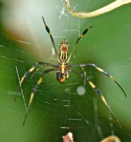 Golden silk orb-weaver | Project Noah