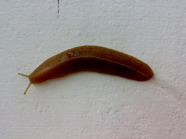 Jonk ( जोंक ) | Project Noah