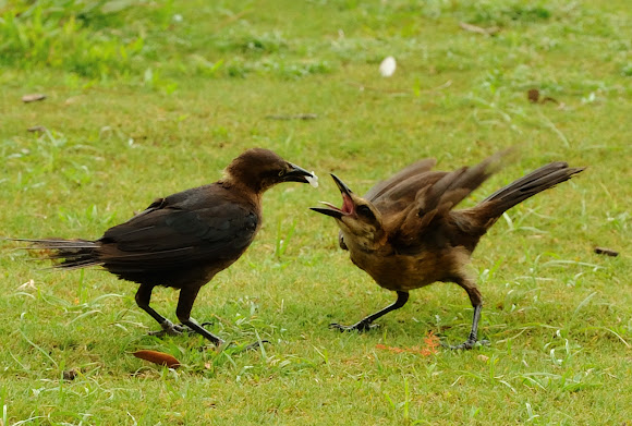 common grackle | Project Noah