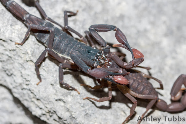 Slender Brown Scorpion | Project Noah