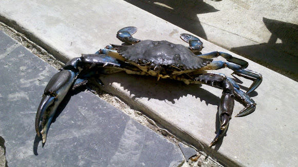 Cocolia | Project Noah