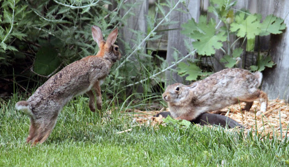 Eastern Cottontail Rabbit | Project Noah