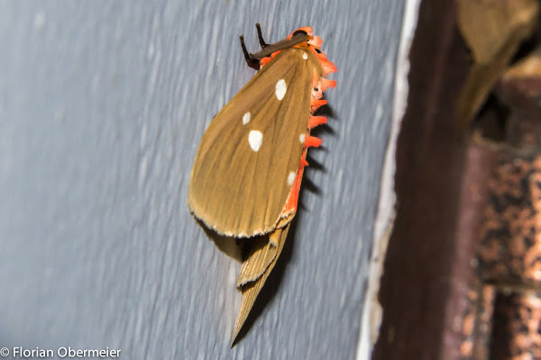 Tinolius Moth | Project Noah
