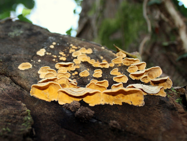 Trametes pubescens | Project Noah