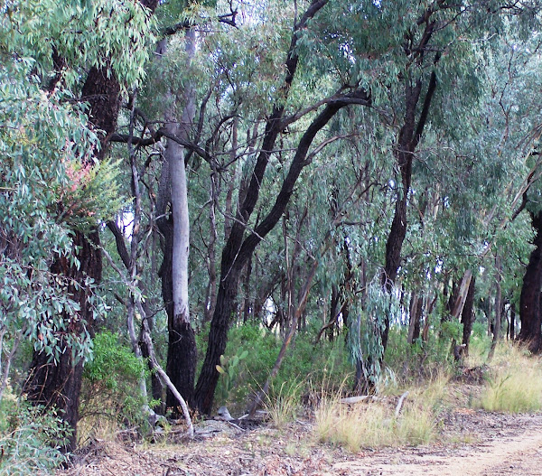 Mugga Ironbark tree | Project Noah