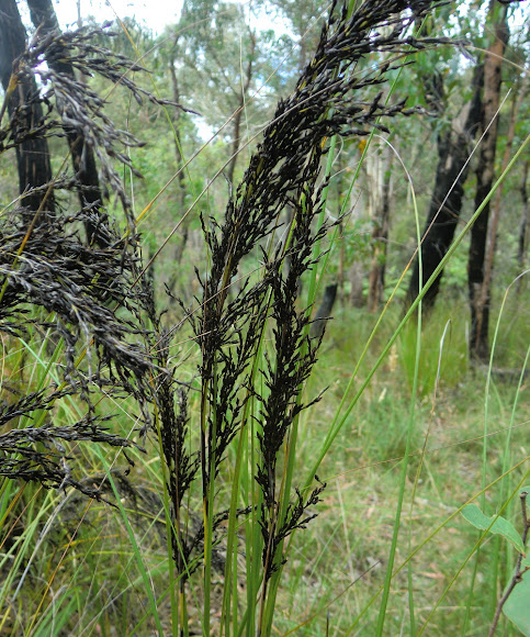 Thatch Saw-sedge | Project Noah