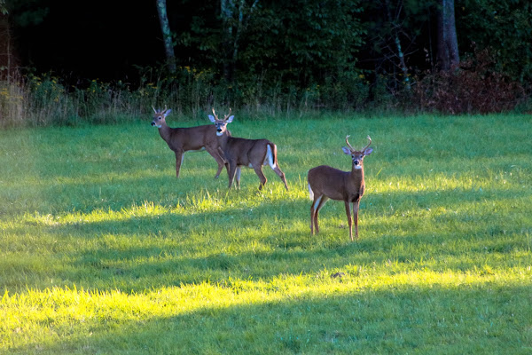 white tail deer | Project Noah