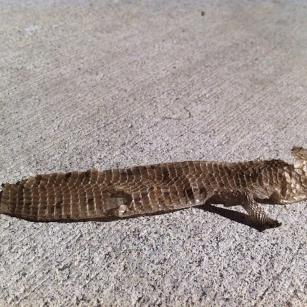Adult Southern Alligator Lizard Shed | Project Noah