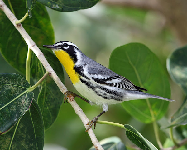 Yellow-throated Warbler | Project Noah
