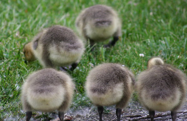 Canada Goose | Project Noah