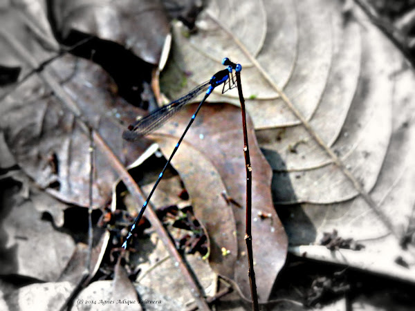 Risiocnemis Damselfly (Male) | Project Noah