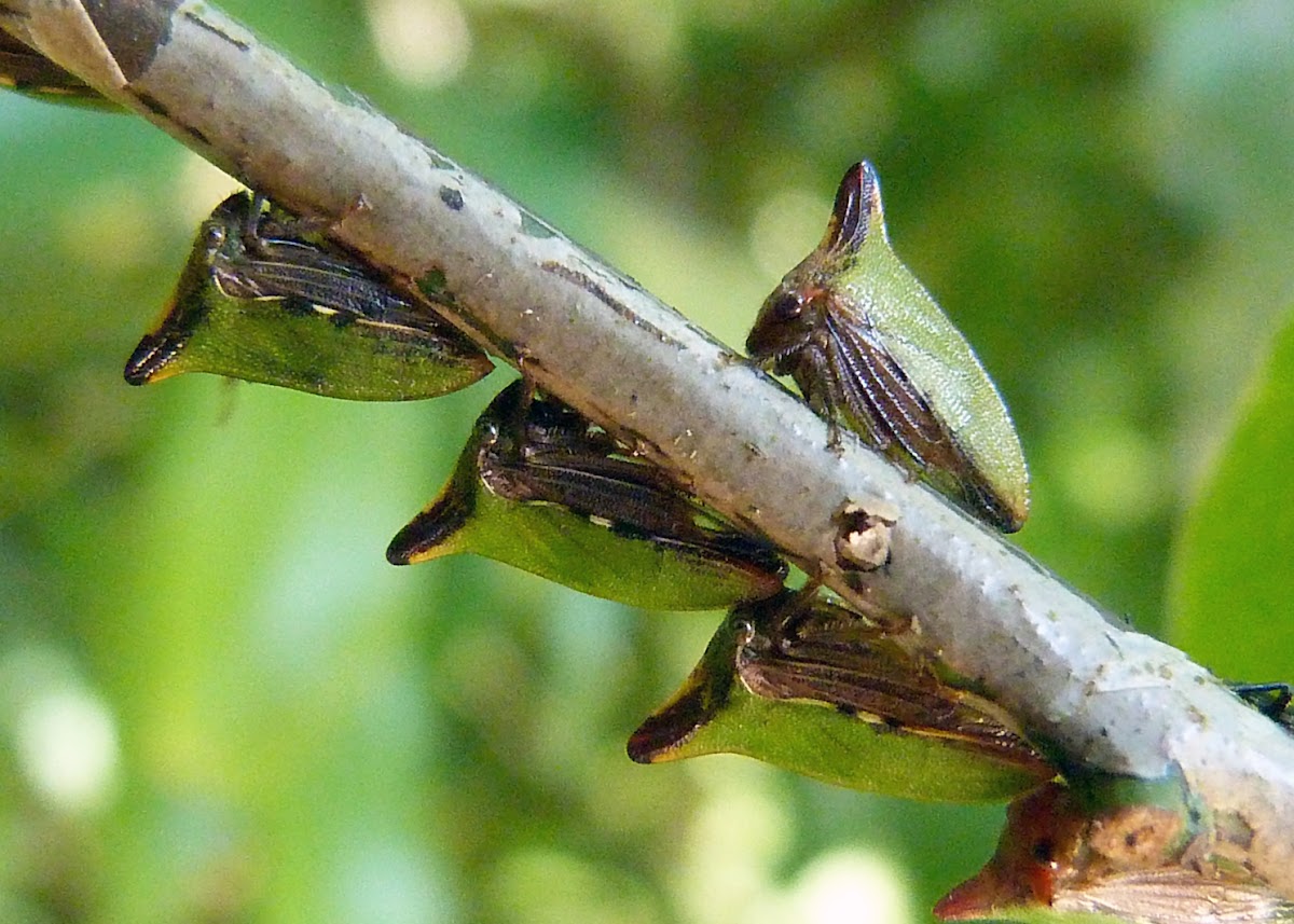 Thorn mimic treehoppers | Project Noah
