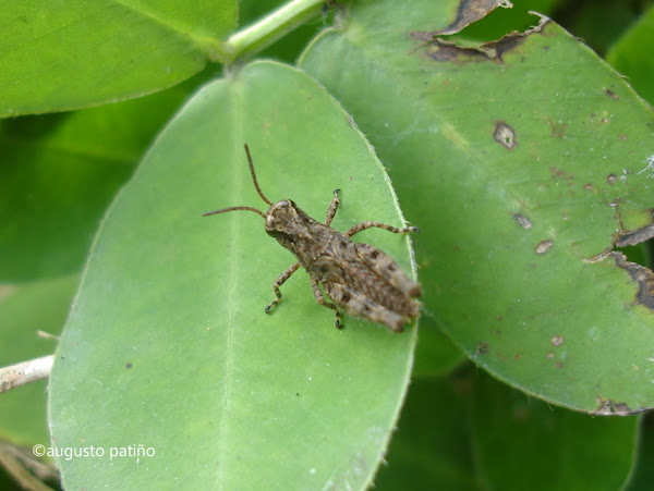 Grillo/Cricket | Project Noah