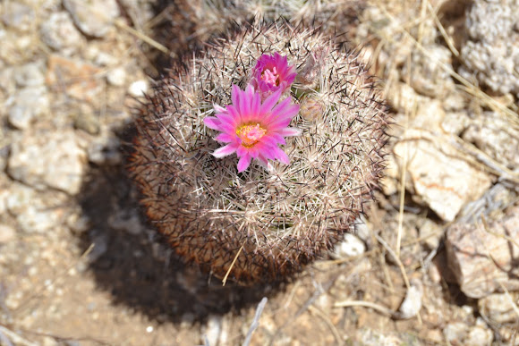 Foxtail Cactus | Project Noah