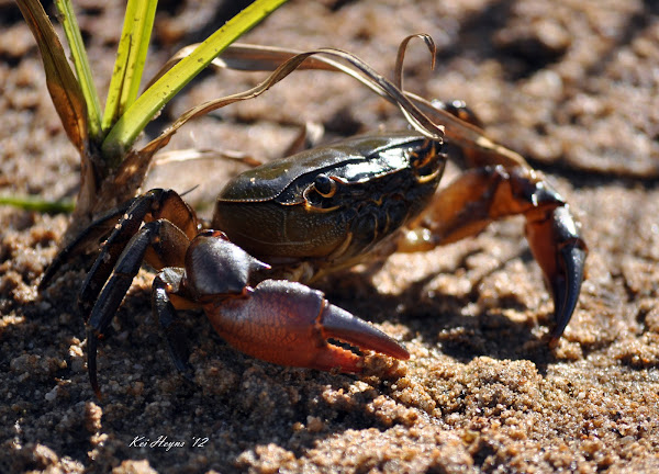 Cape River Crab | Project Noah