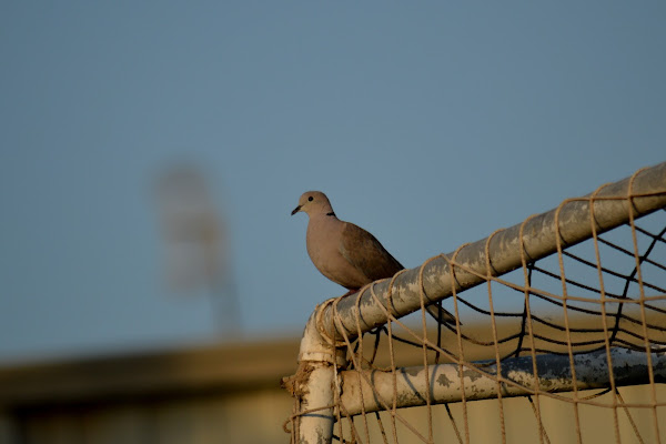 Eurasian collared dove | Project Noah