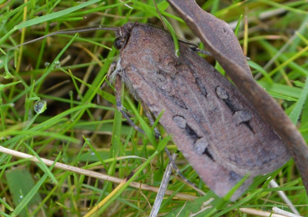 Bogong Moth | Project Noah
