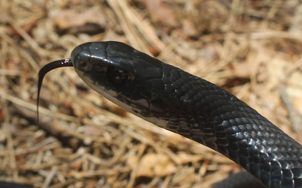 Northern Black Racer | Project Noah