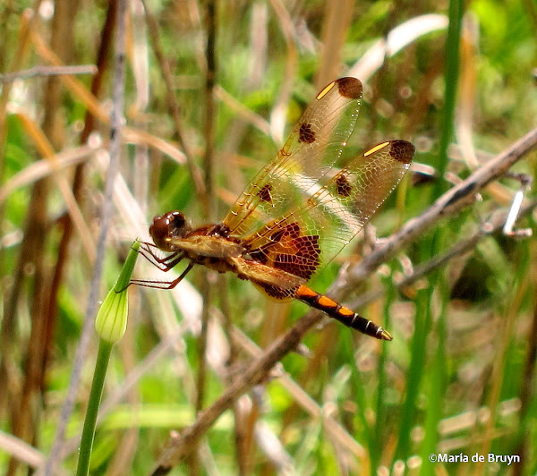 Calico pennant dragonfly | Project Noah