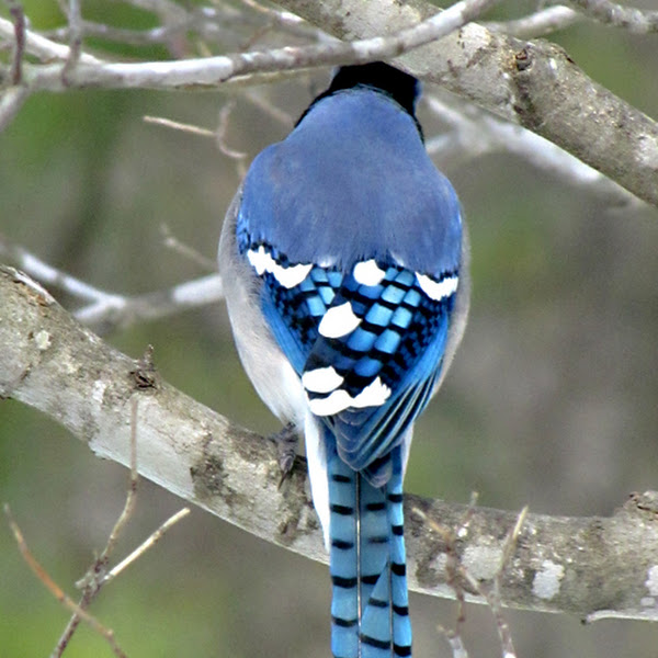 Backyard Bird Butts of the Southeast US | Project Noah