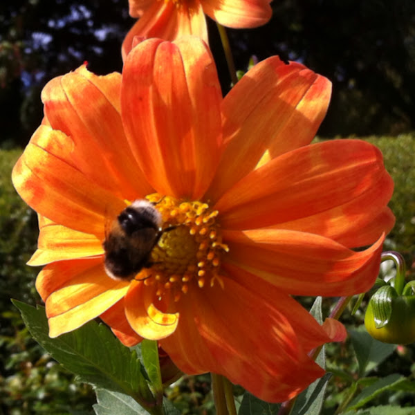 European Bumblebee | Project Noah