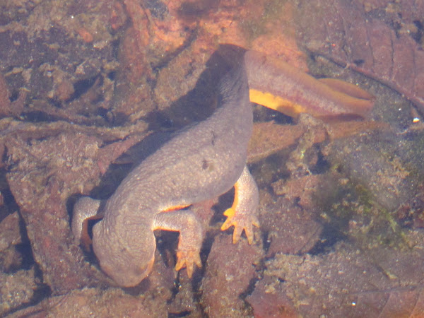 California Newts | Project Noah