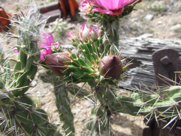 Walking Stick Cactus | Project Noah