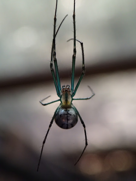 Orchard Orb Weaver | Project Noah