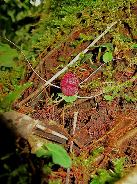 Helmet Orchid | Project Noah