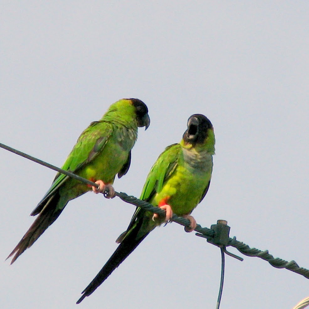 Nanday Parakeet | Project Noah