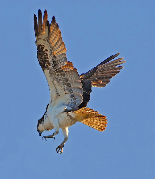 Osprey | Project Noah