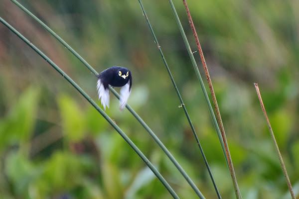 Spectacled Tyrant | Project Noah