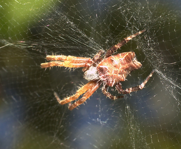 Tropical Tent-web Spider | Project Noah