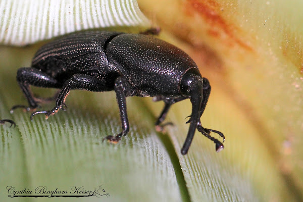 Yucca Weevil | Project Noah