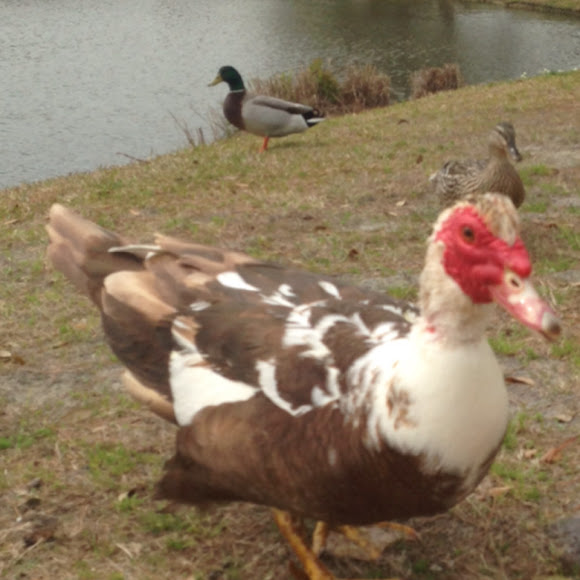 Brown Muscovy Duck
