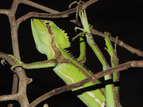 Serrated casquehead iguana | Project Noah