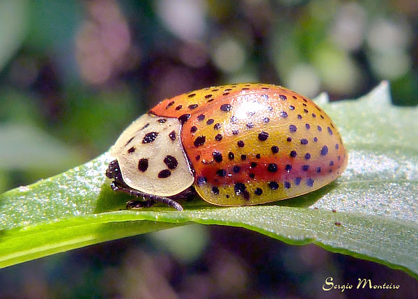 Tortoise beetle | Project Noah