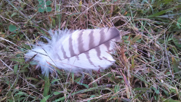 Red-tailed Hawk Feather | Project Noah